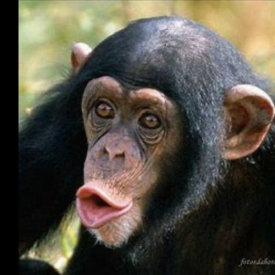 Macaco Sopa de - YouTube