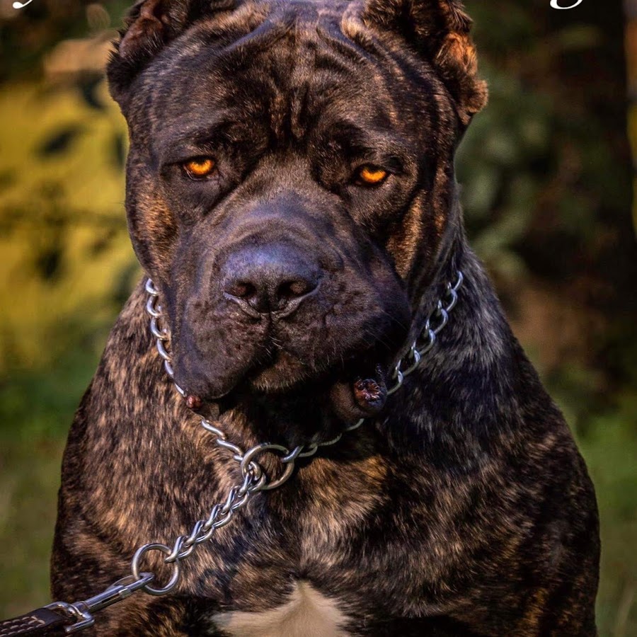 Outlaw Cane Corsos - YouTube