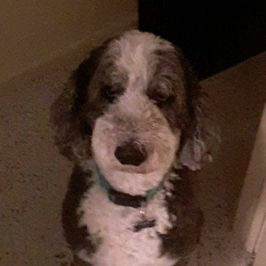 Purple Panther - YouTube