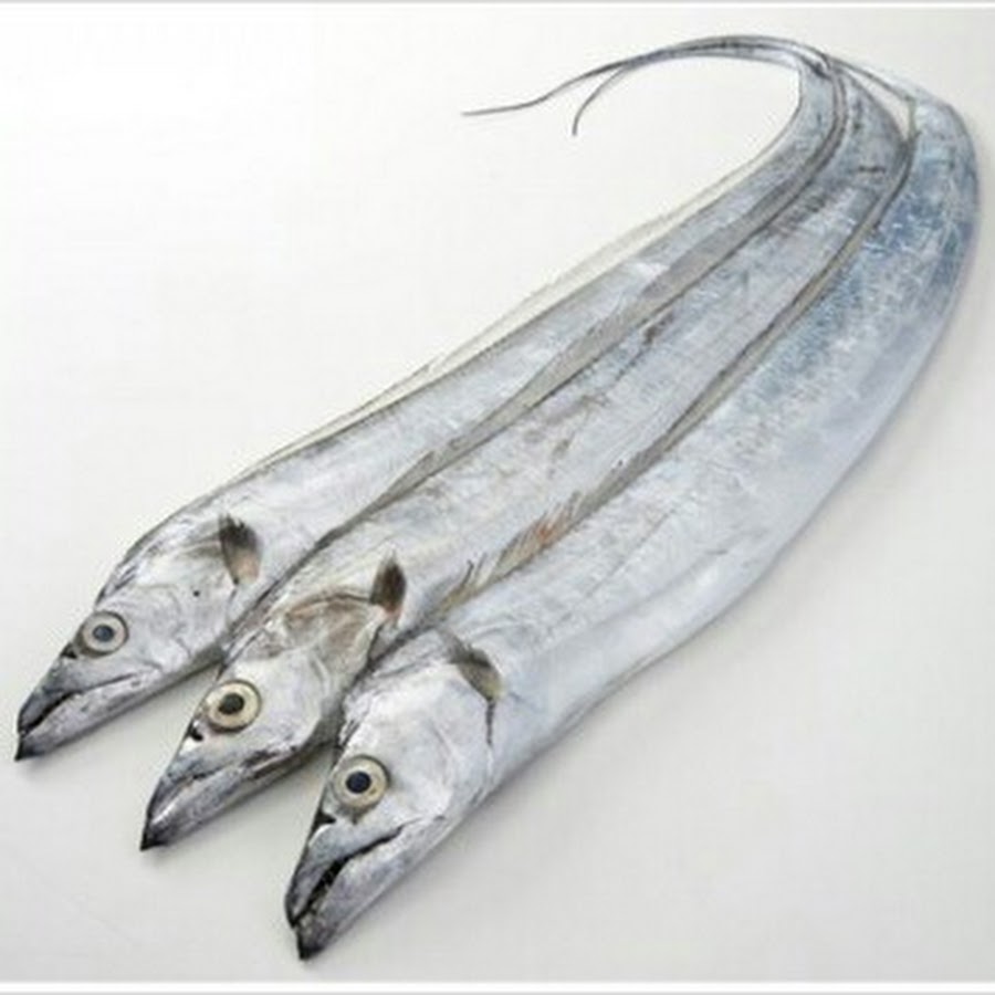 Cutlassfish - YouTube