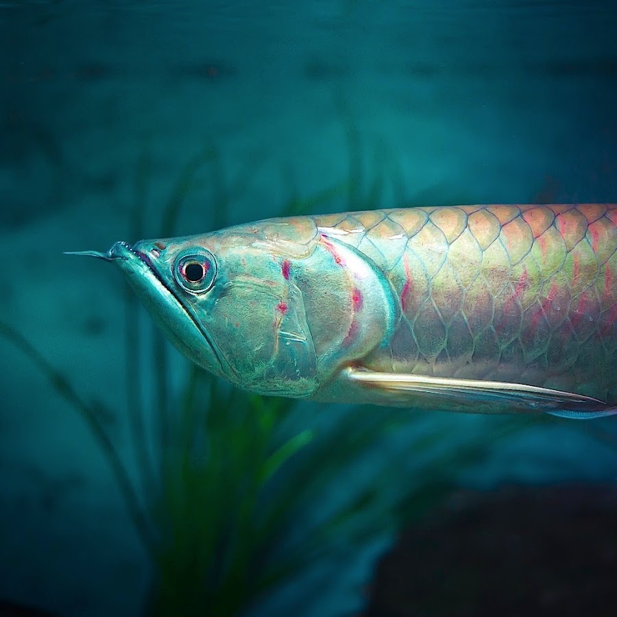 Aqua fish - YouTube