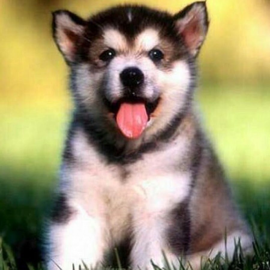 Cún con Channel - YouTube