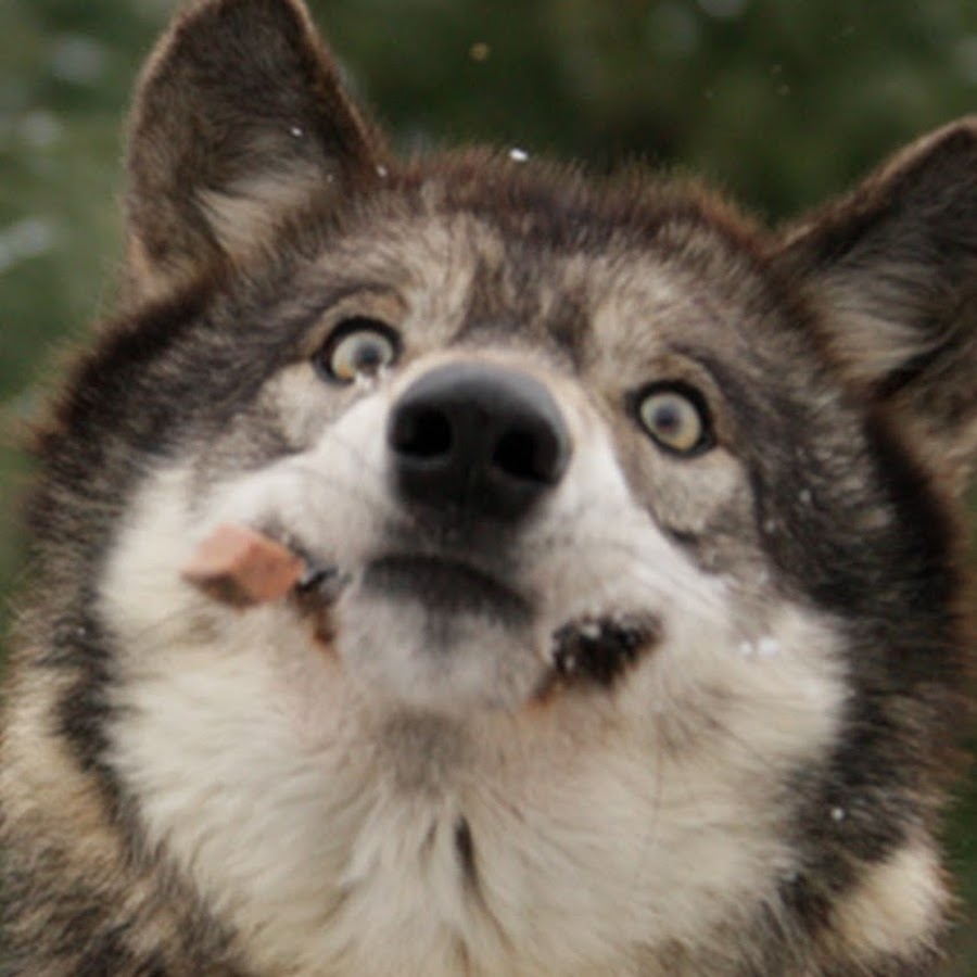 Funny Wolf - YouTube