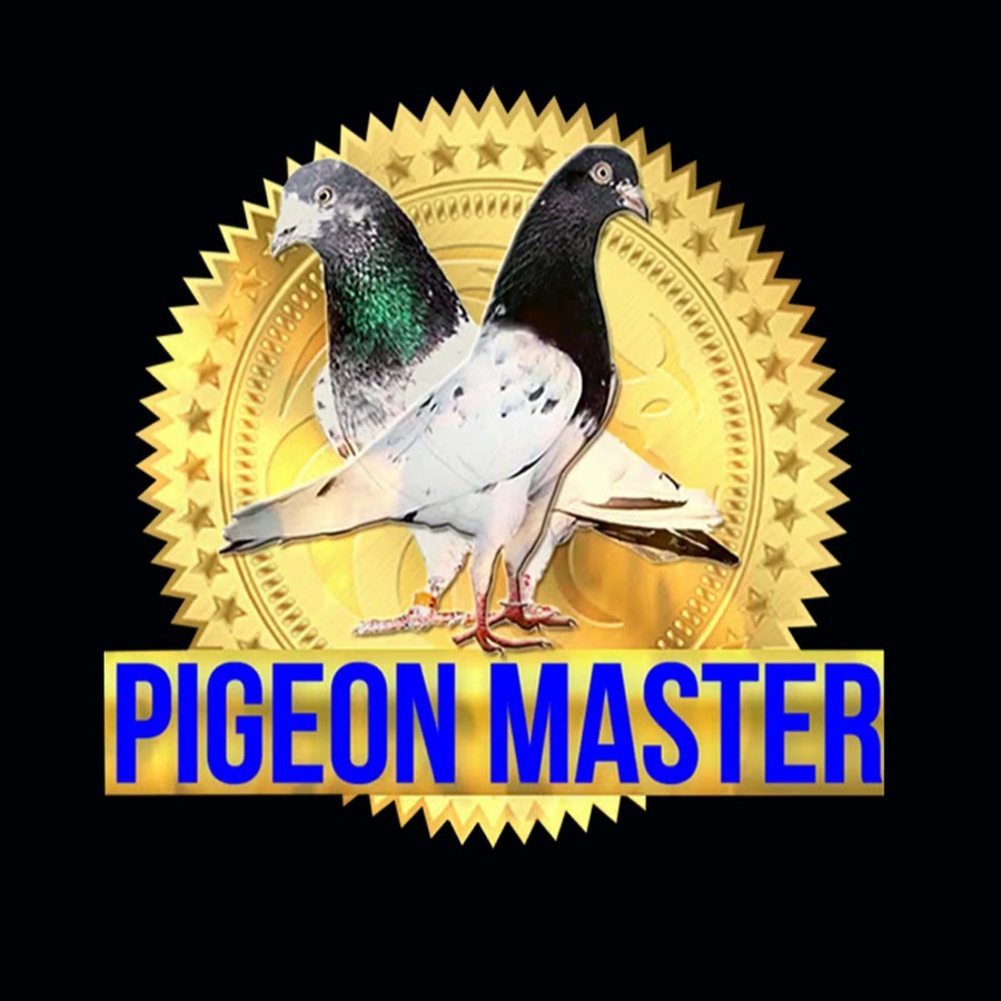 Pigeon Master - YouTube