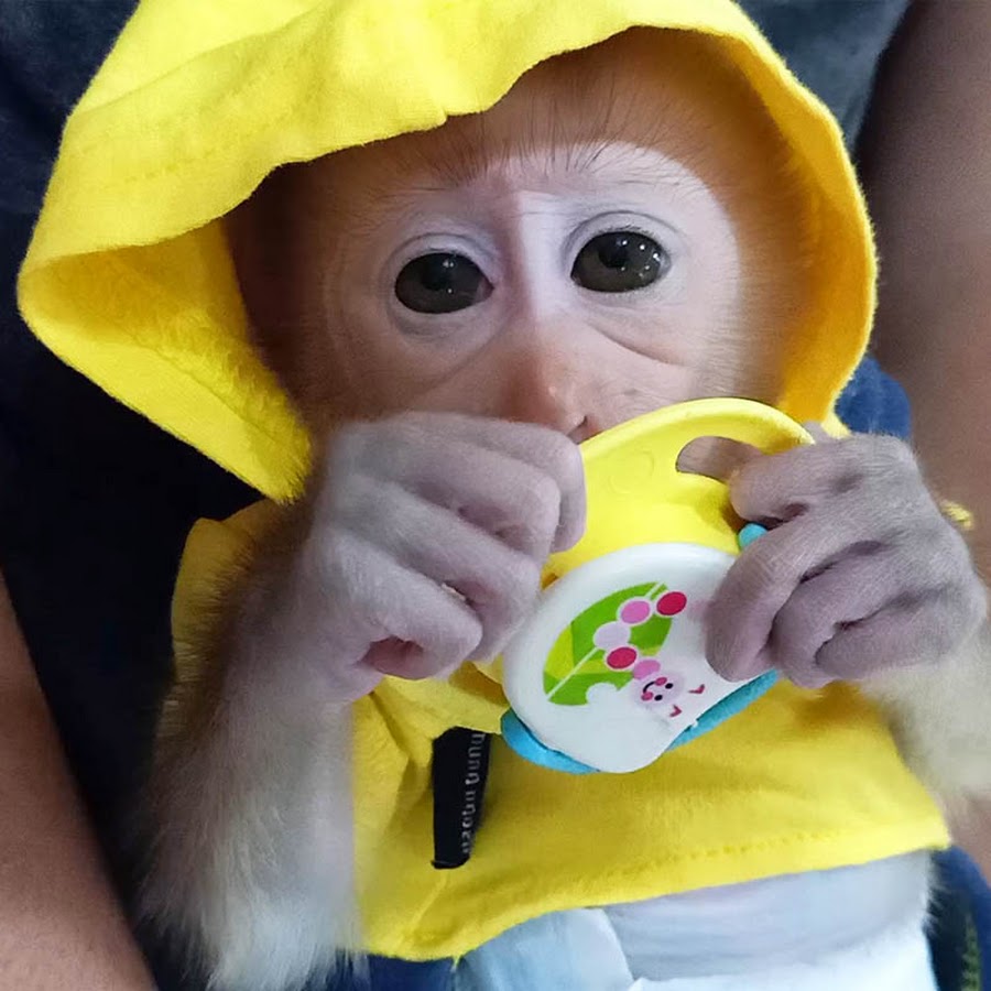 Monkey Koko - YouTube