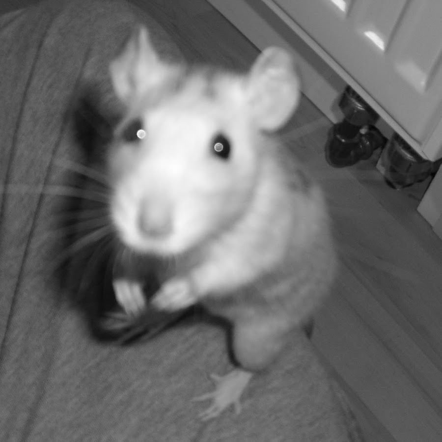 Farbratten.com - YouTube