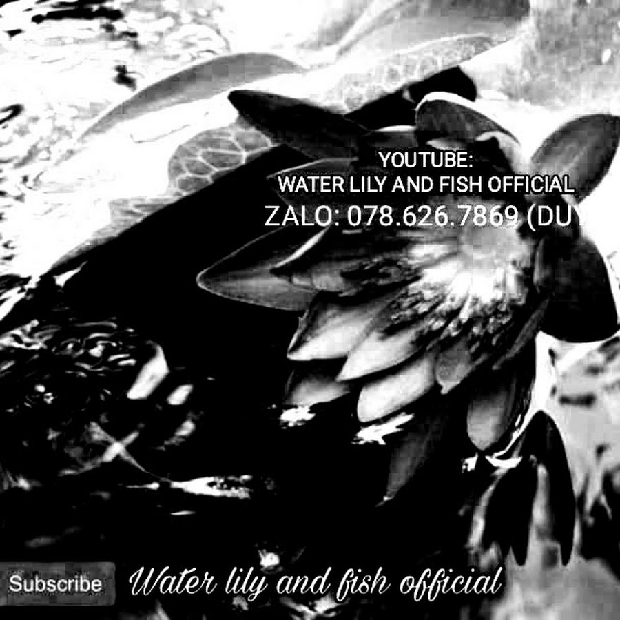 WATER LILY AND FISH OFFICIAL - YouTube