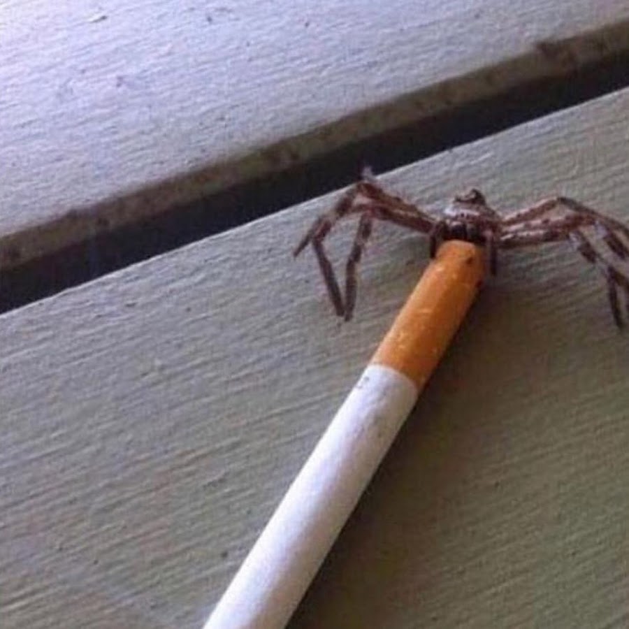 smoking spider - YouTube