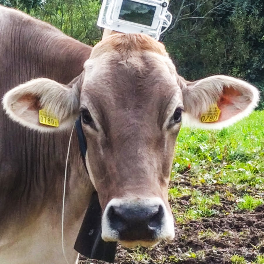 Cow Cam - YouTube