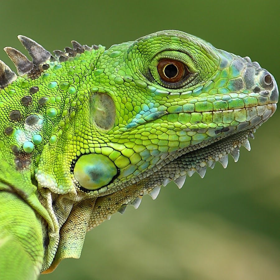 Iguana Games - YouTube
