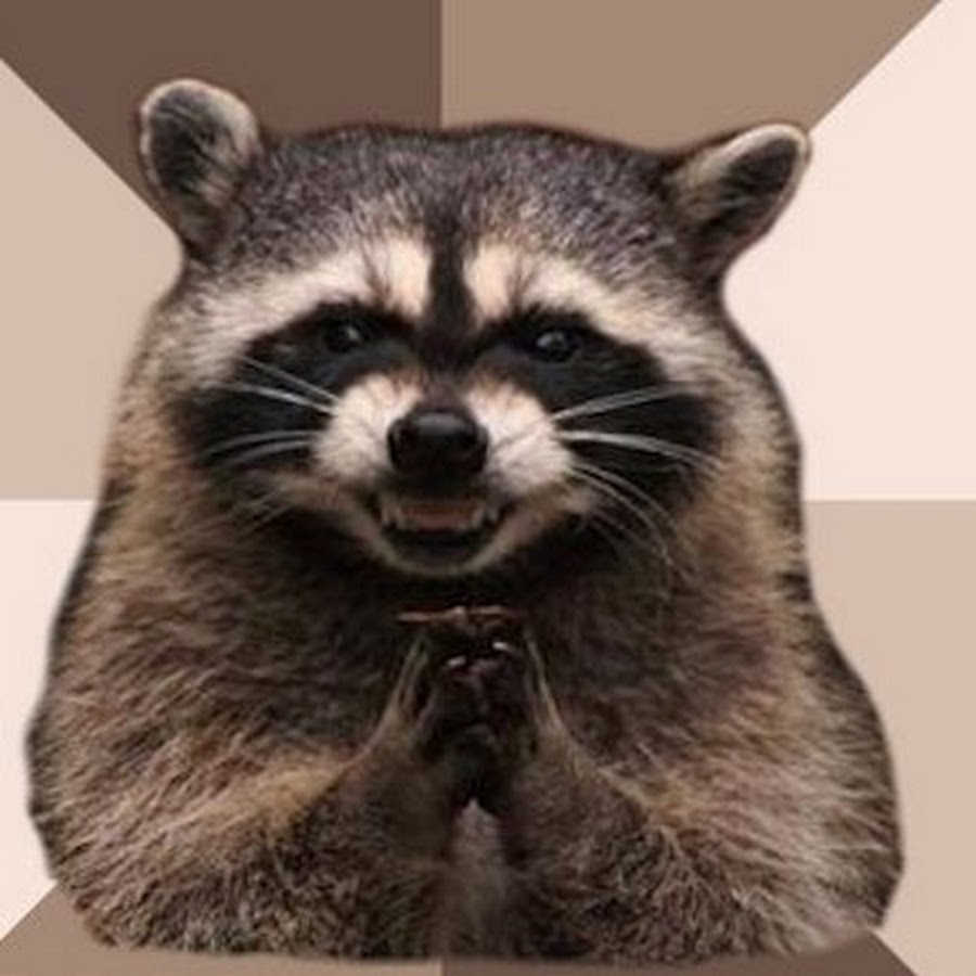 Crazy Raccoon - YouTube