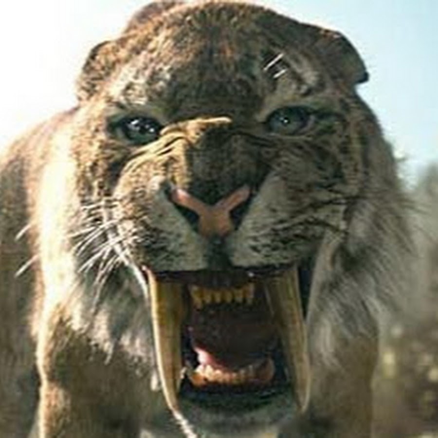 Sabertooth[PL] - YouTube