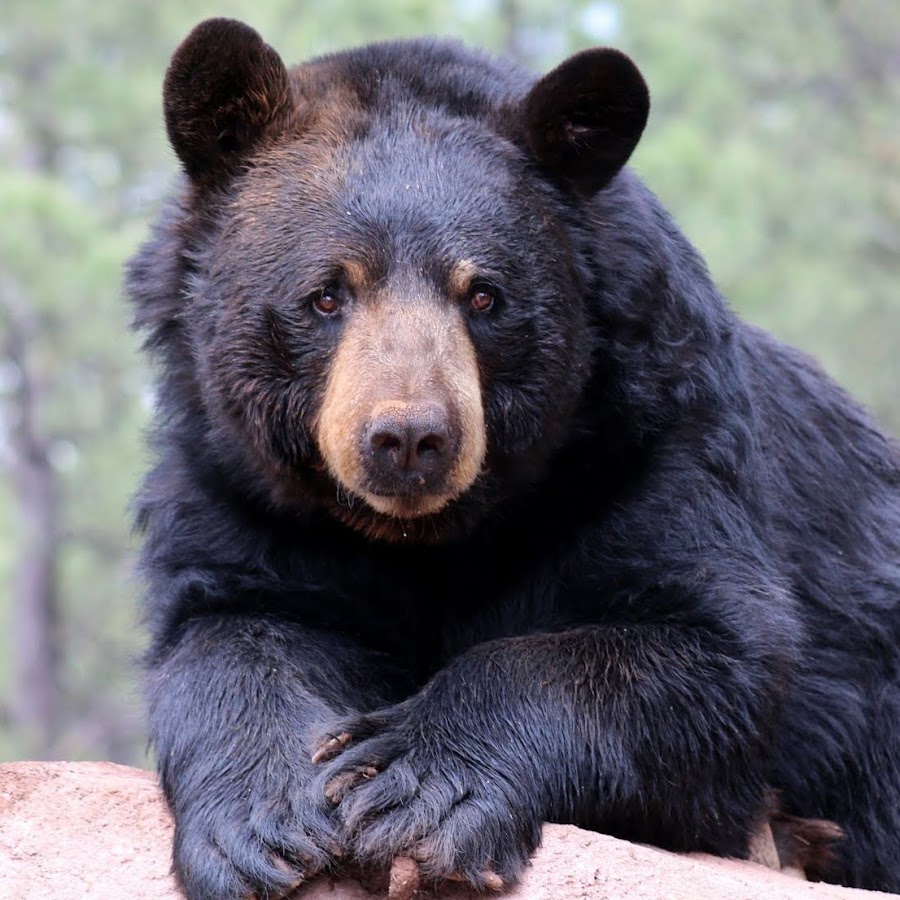 Bearizona Wildlife Park - YouTube