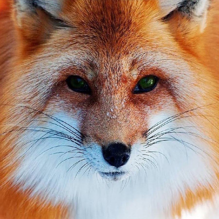 Russian Fox - YouTube