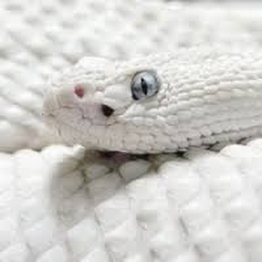 Snow Viper - YouTube