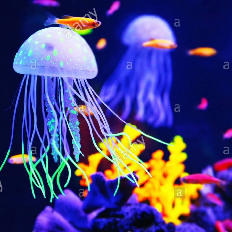 Jumping Jellyfish - YouTube