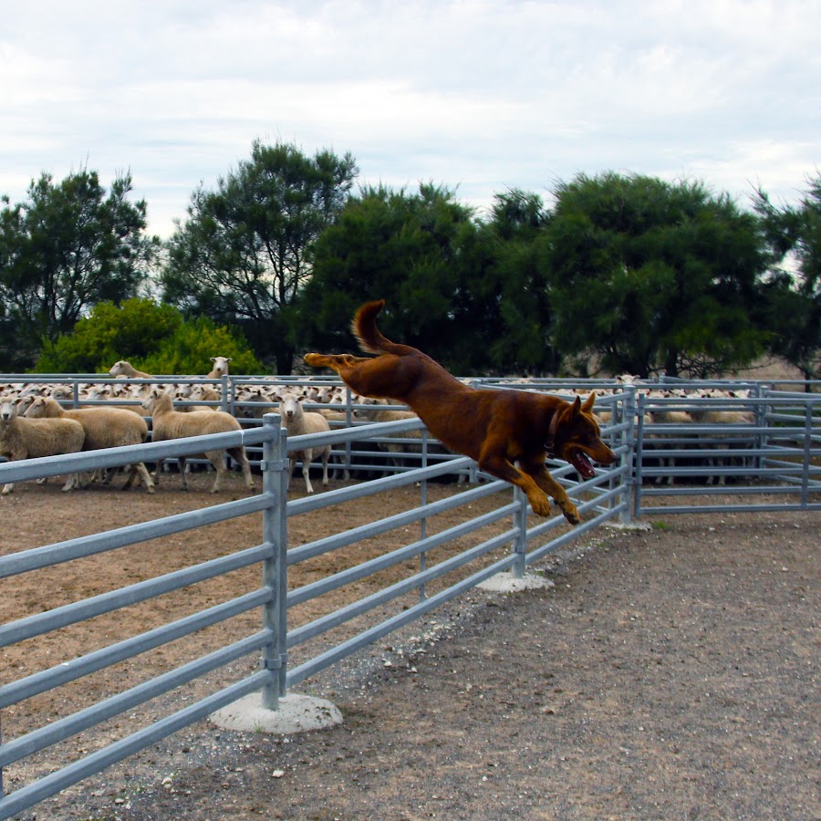 ProWay Livestock Equipment - YouTube