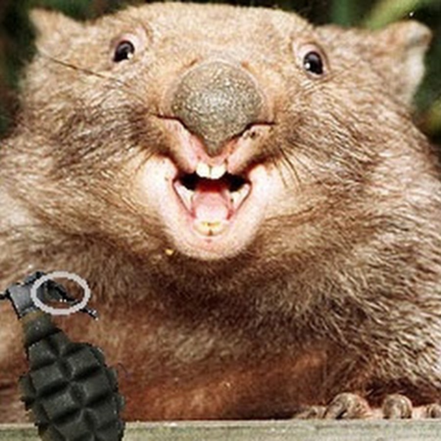 Angry Combat Wombat - YouTube