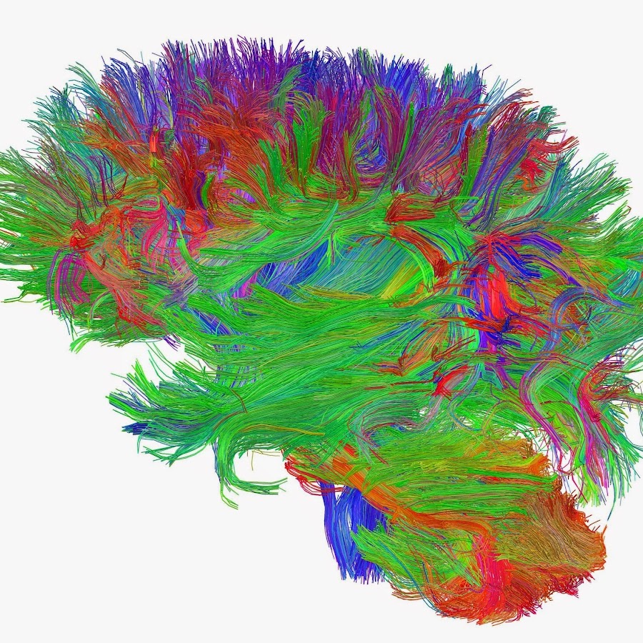 Dynamic Connectome Lab - YouTube