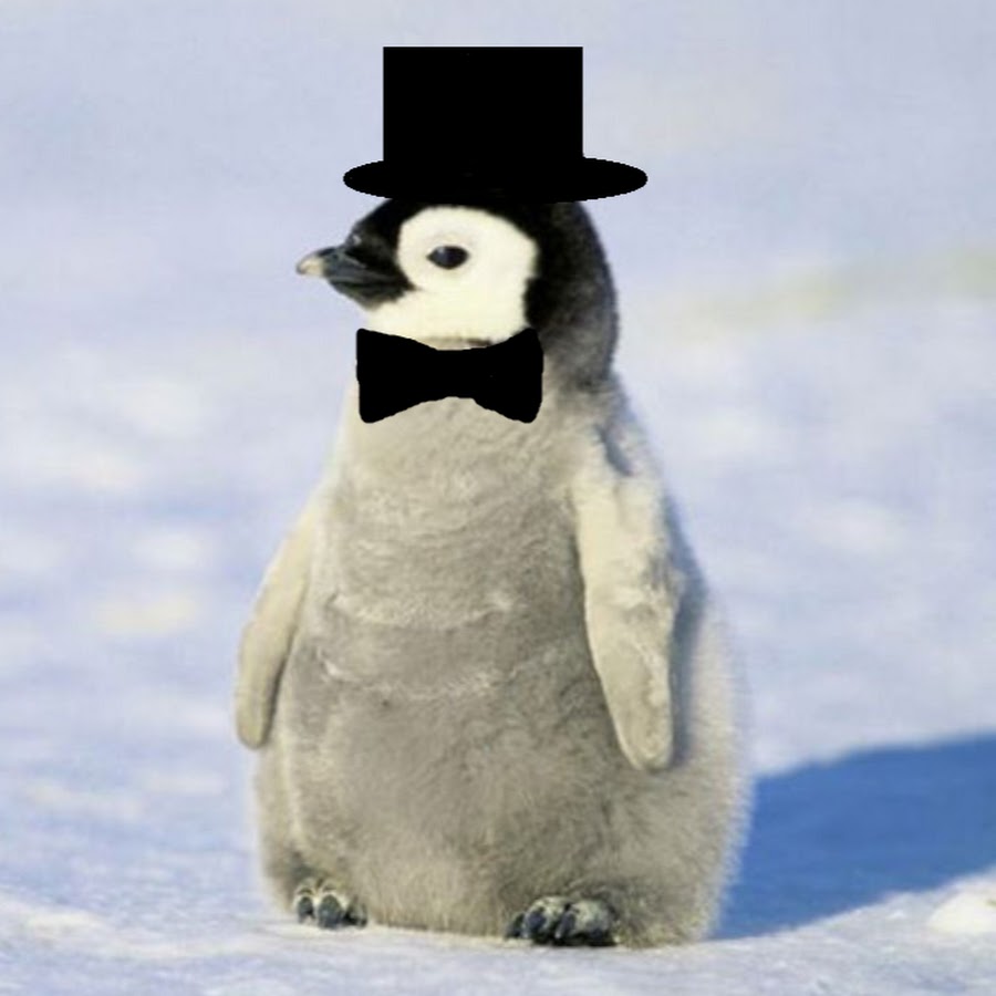 Mr. Penguin - YouTube