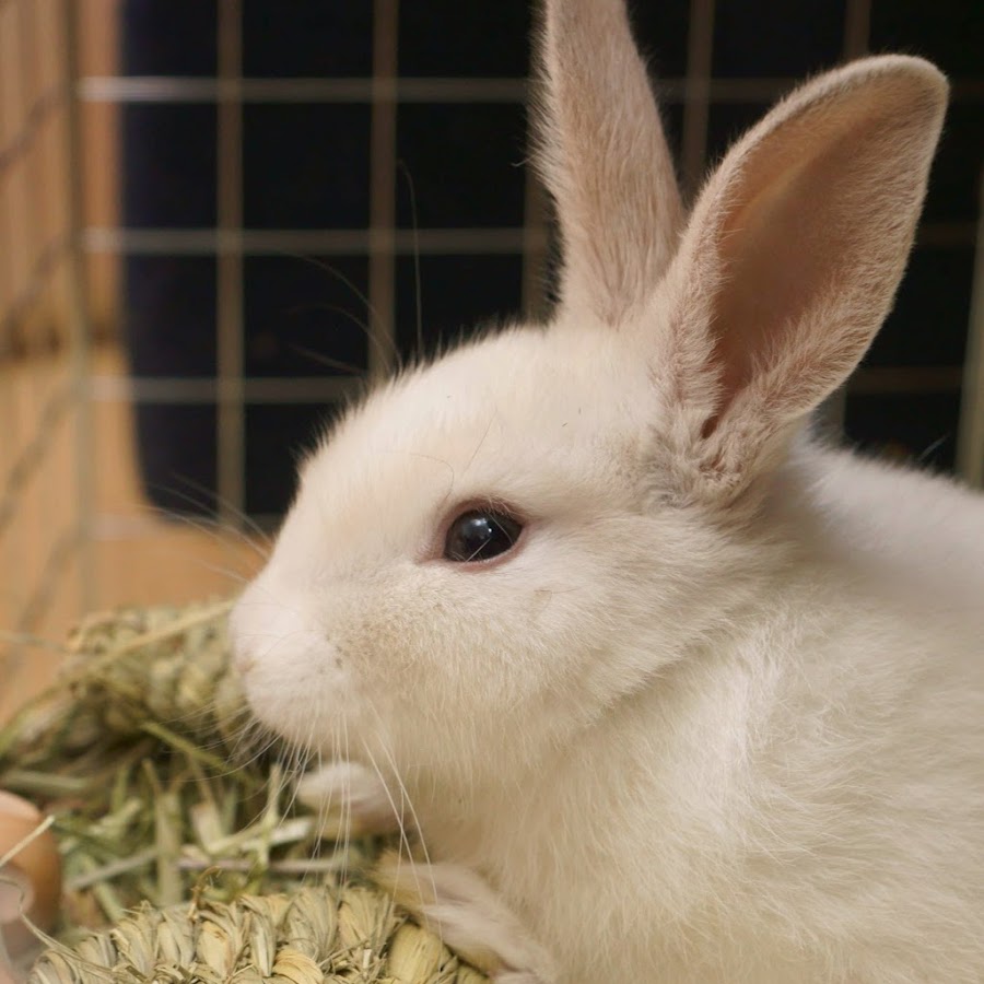 happy-rabbit korea - YouTube