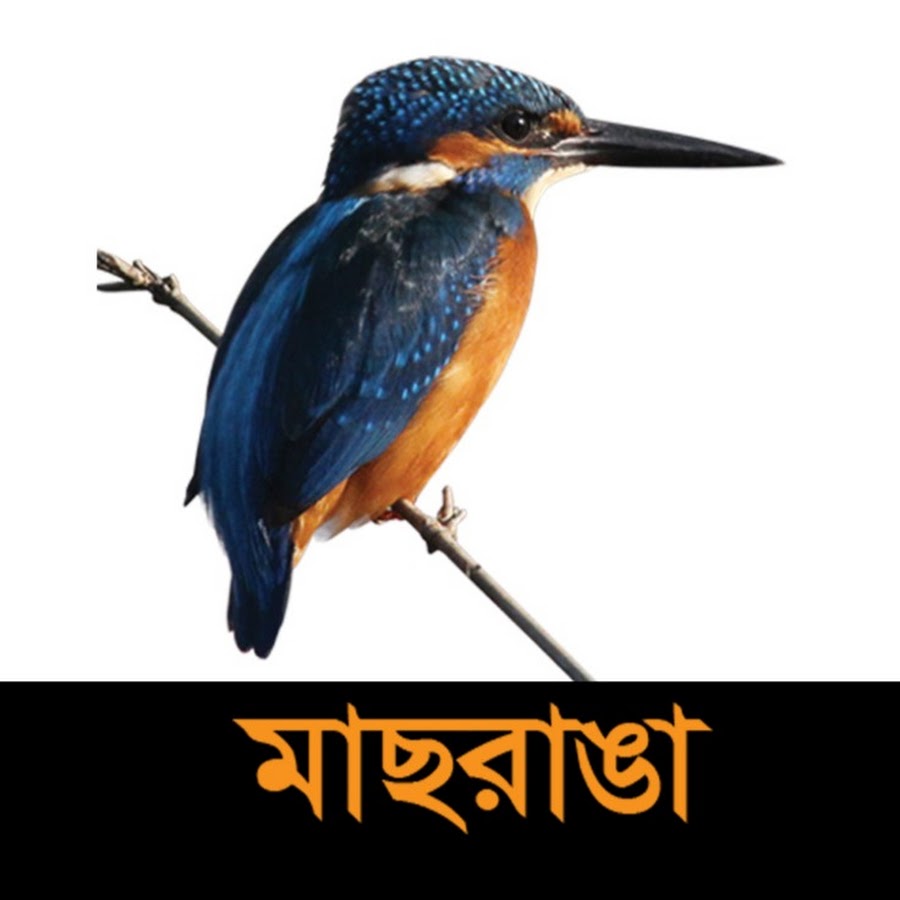 Maasranga TV Official - YouTube