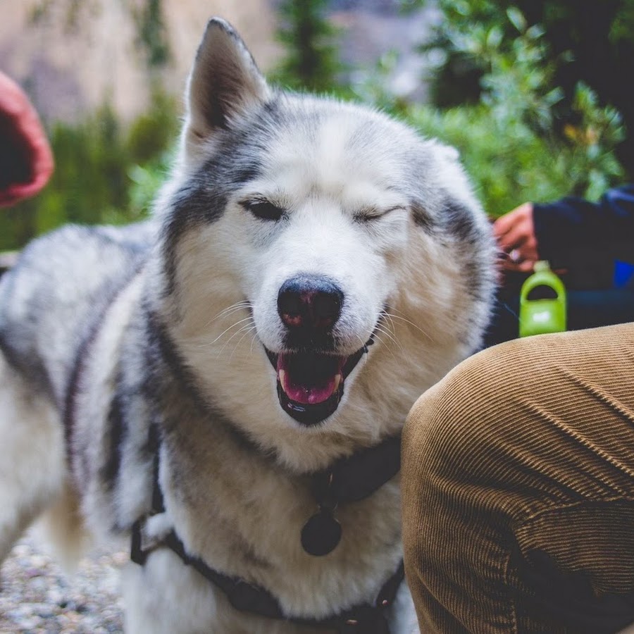 Maya The Husky - YouTube