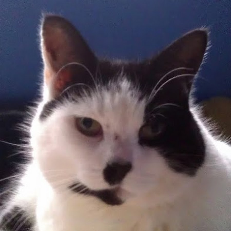 Hitler Cat - YouTube