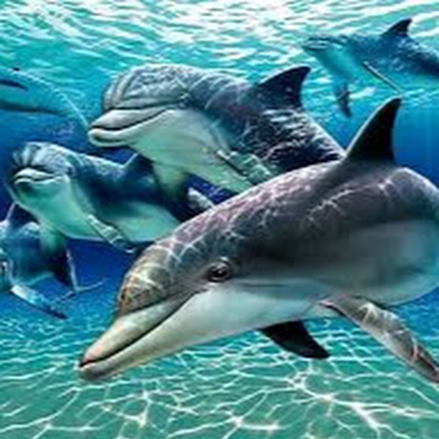 Dolphin Documentary HD 2017 - YouTube
