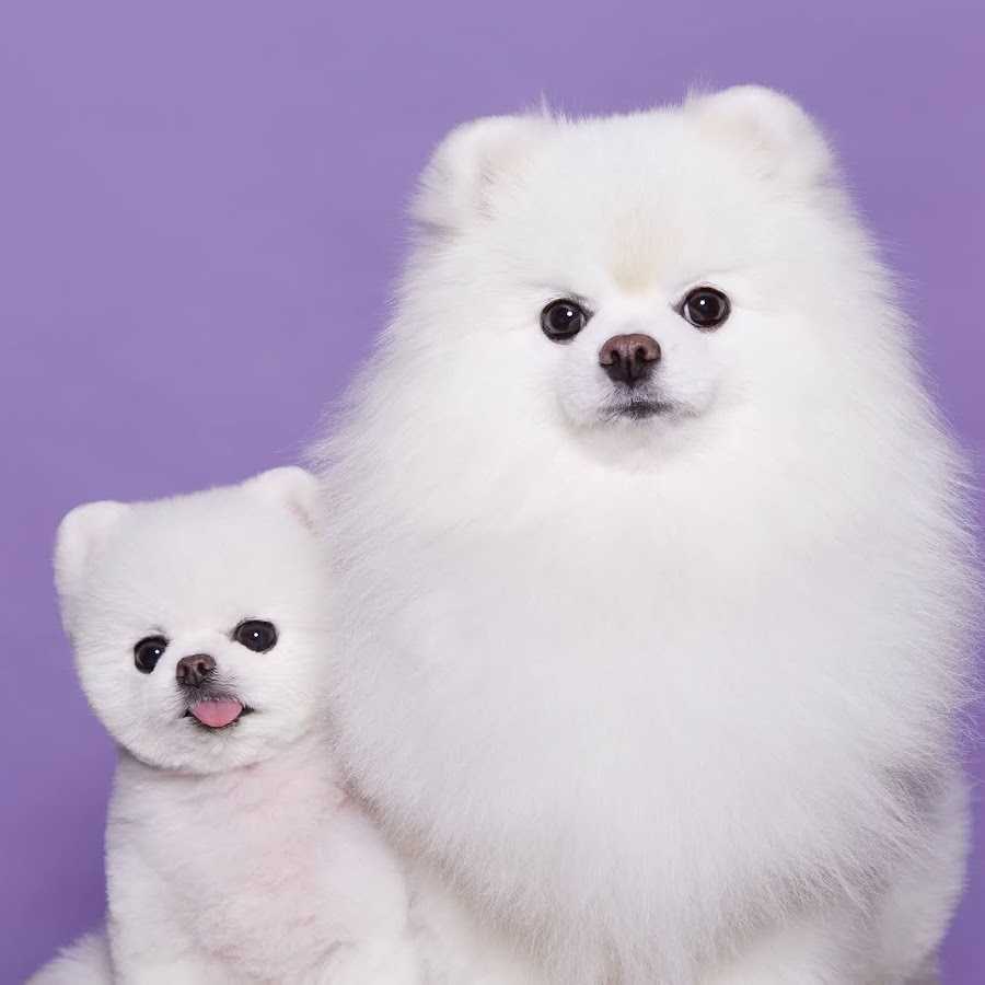 [THE SOY]루퐁이네 - YouTube