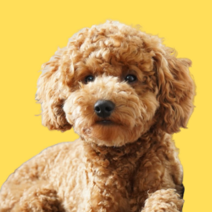 Moki der Pudel - YouTube