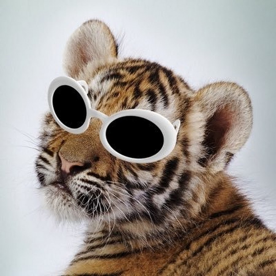 Savage Tiger - YouTube