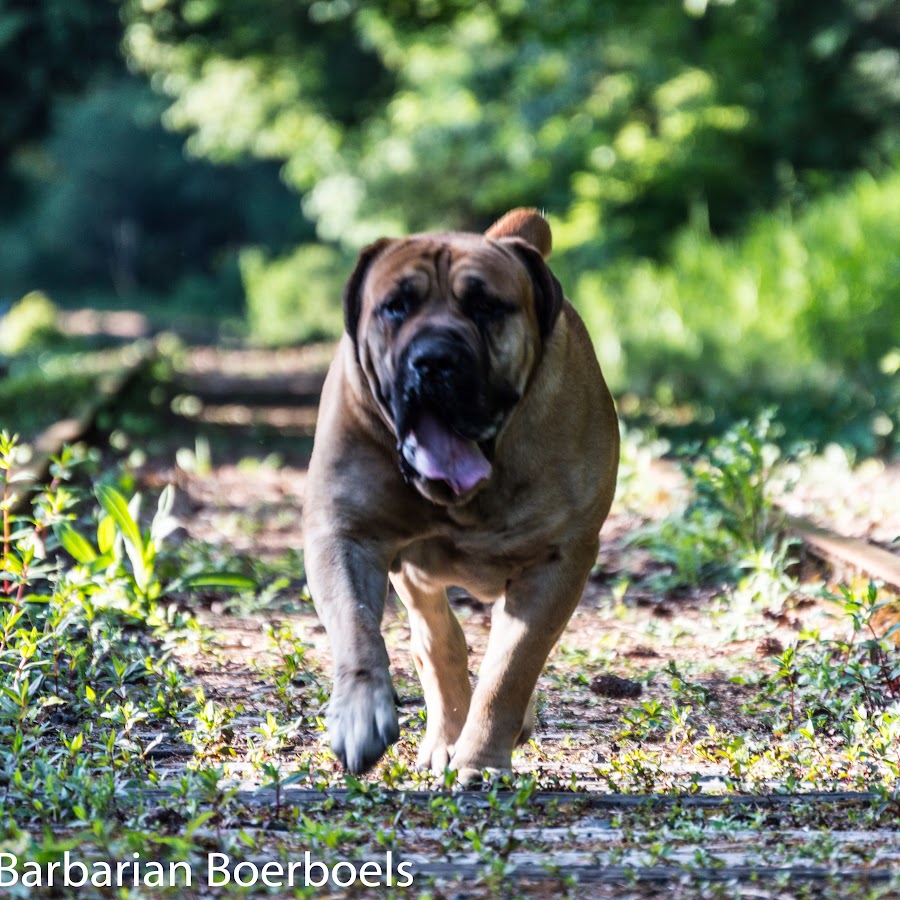 Barbarian Boerboels - YouTube