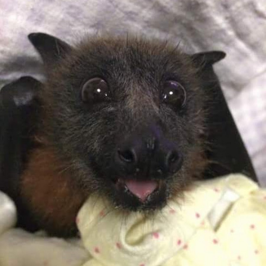 ruh roh raggy - YouTube