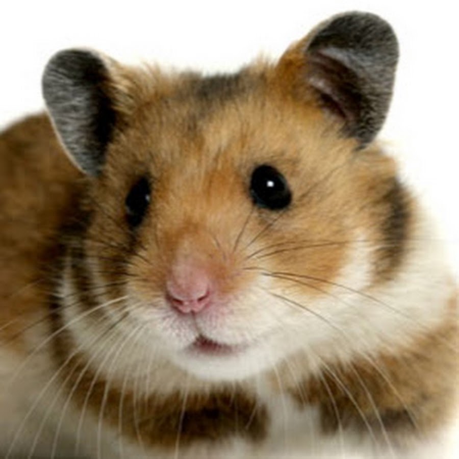 hamster gaming - YouTube