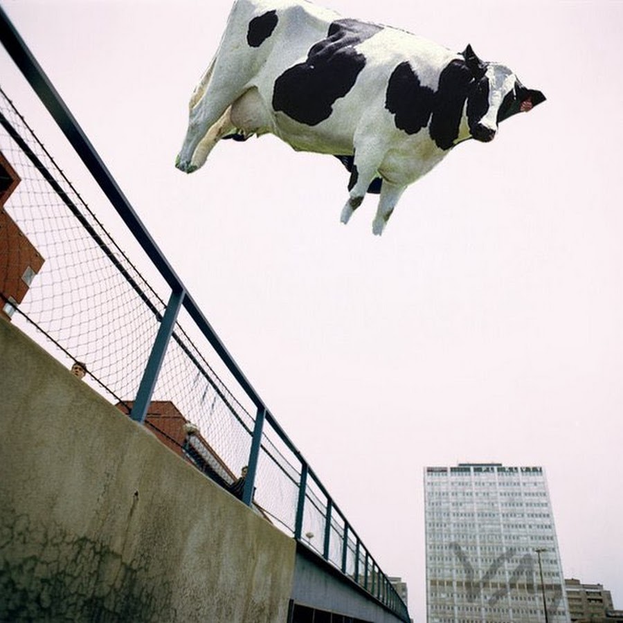 Flying Cow Bros - YouTube