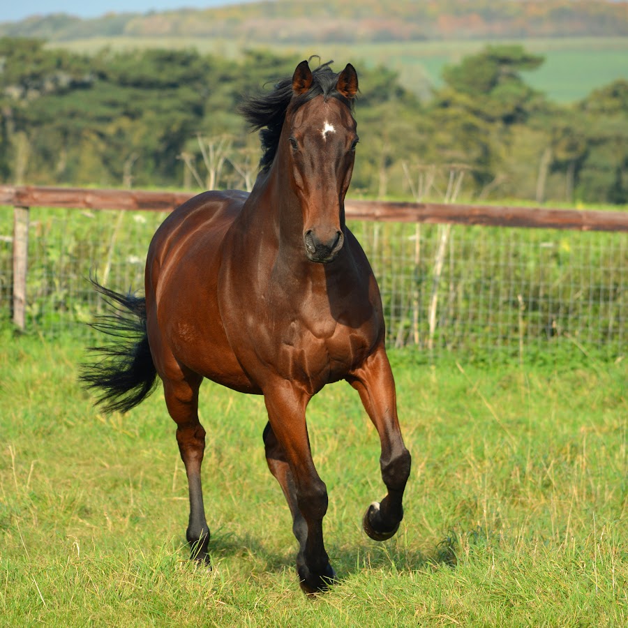 Forelock and Load Equine - YouTube