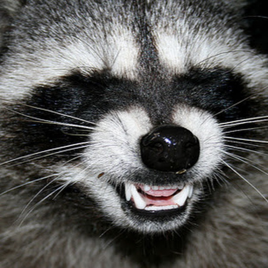 Smiling Racoon - YouTube