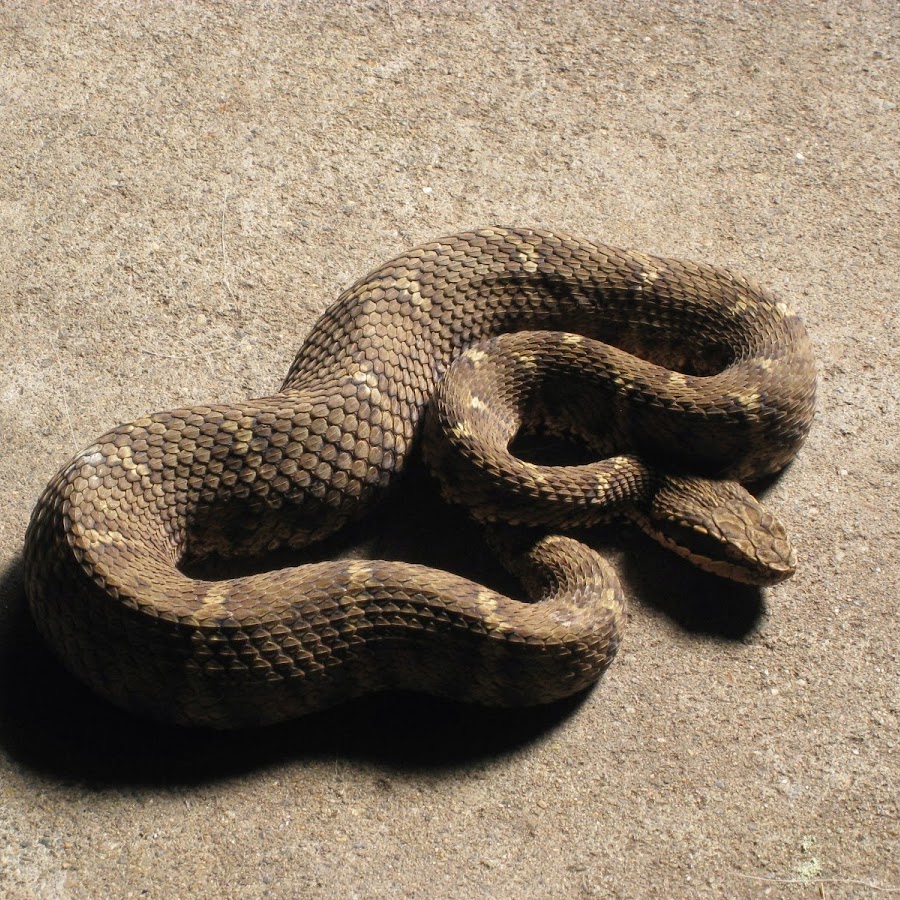 ibuki mamushi - YouTube