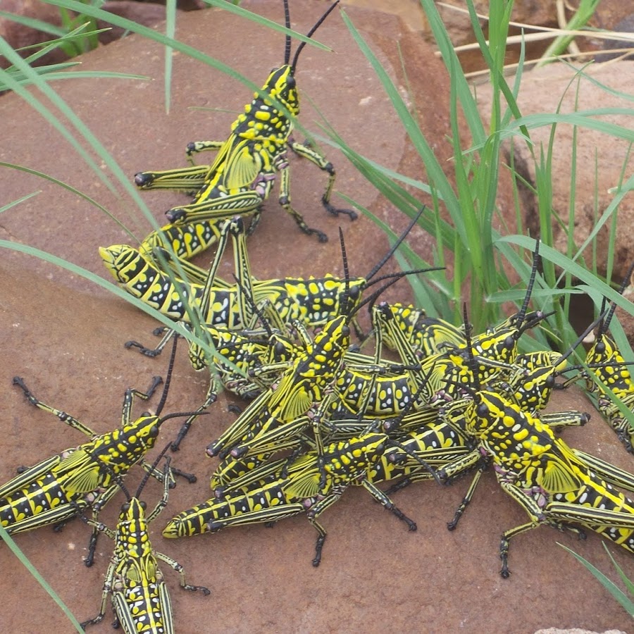 londani davhana - YouTube