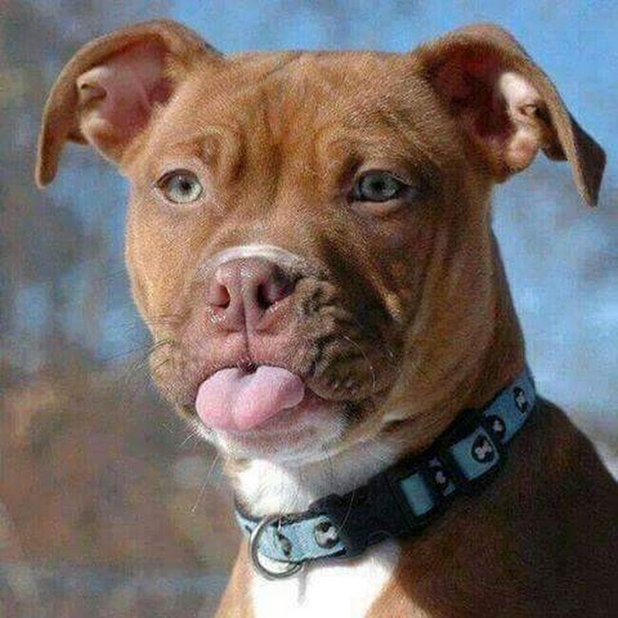 Pitbull Staff TV - YouTube