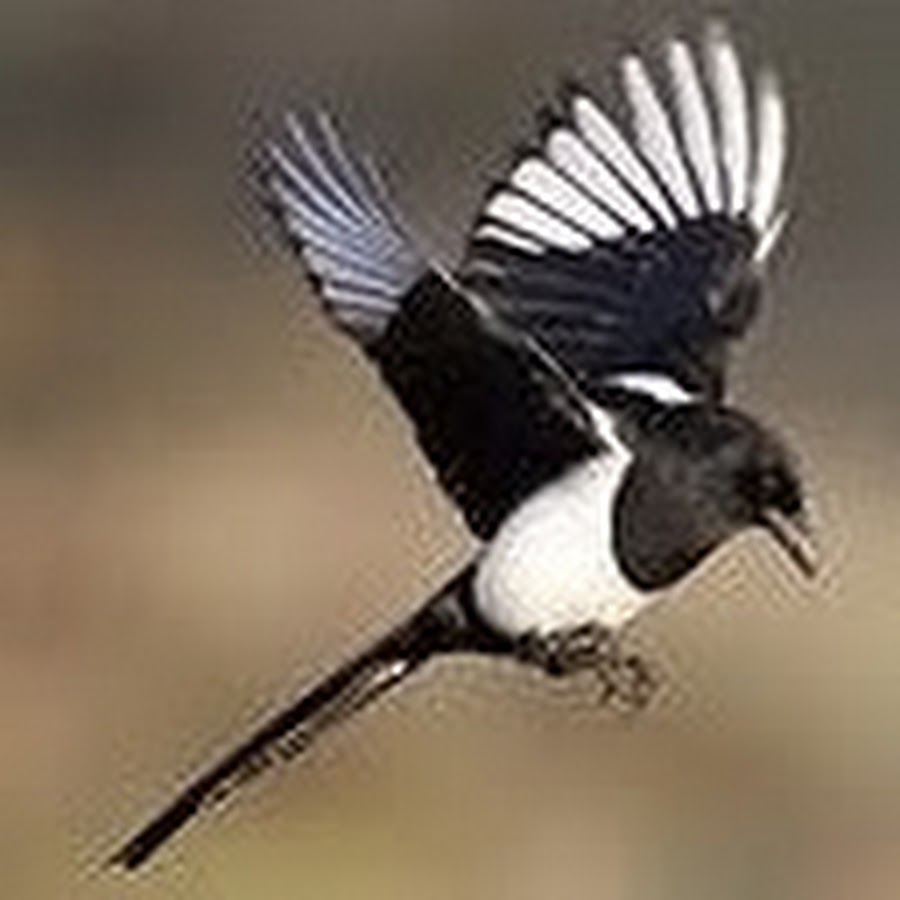 Magpie - YouTube