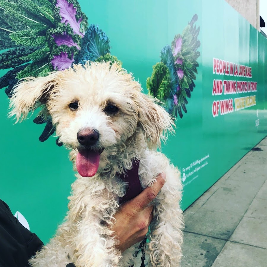 Zoe The Sassy Dog - YouTube