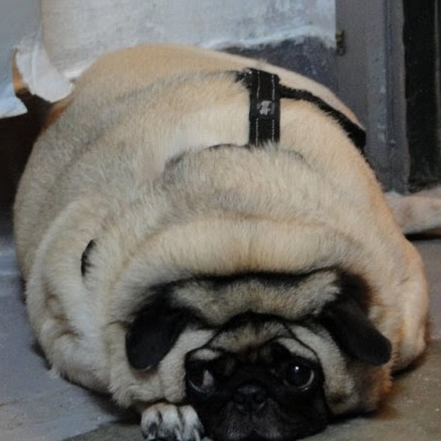 PugZilla Gaming - YouTube