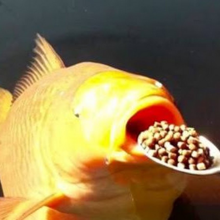 Fish Cereal - YouTube