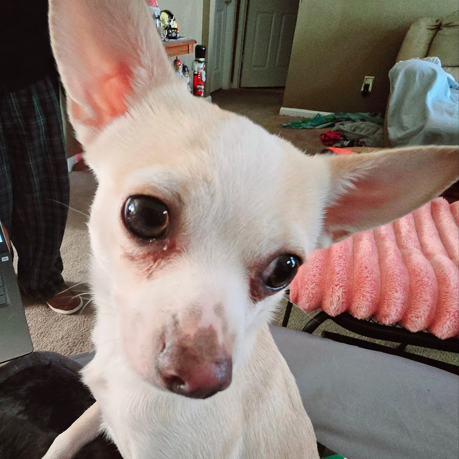 Psycho Chihuahua - YouTube