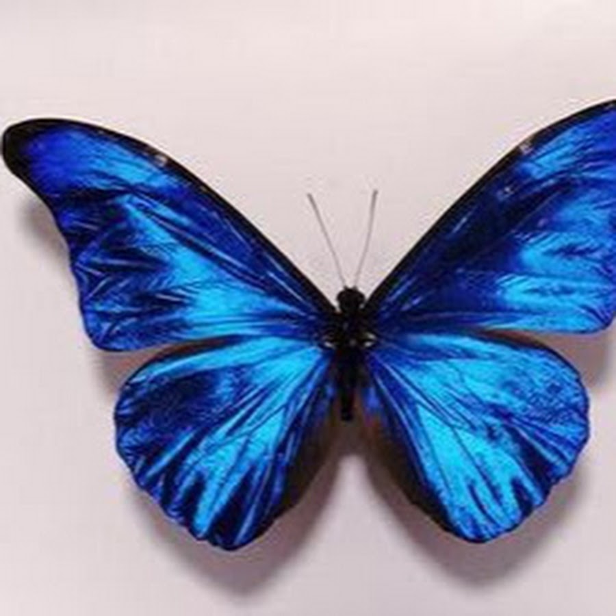 Mariposa Libre - YouTube