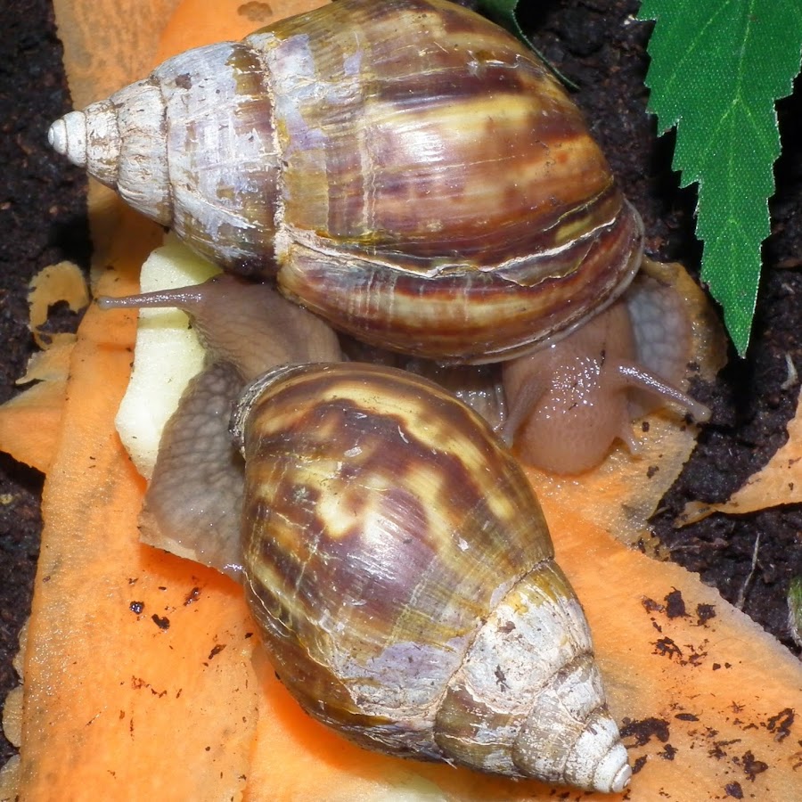 Snail Tube - YouTube