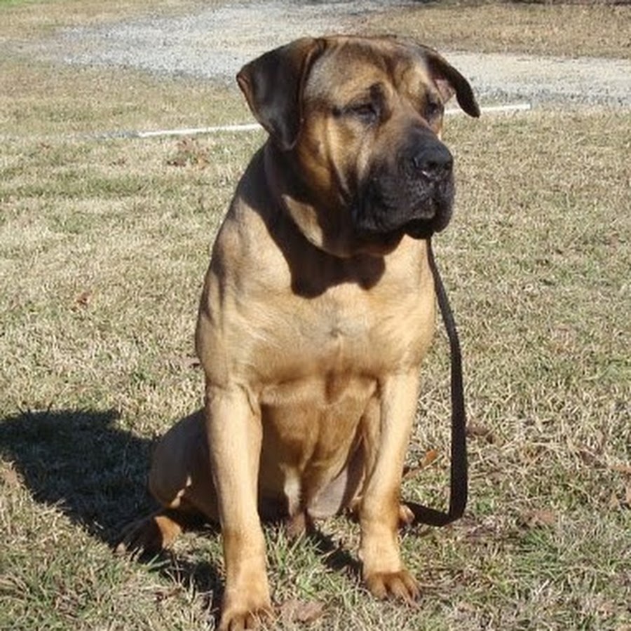 American Sentinel K9, LLC - YouTube