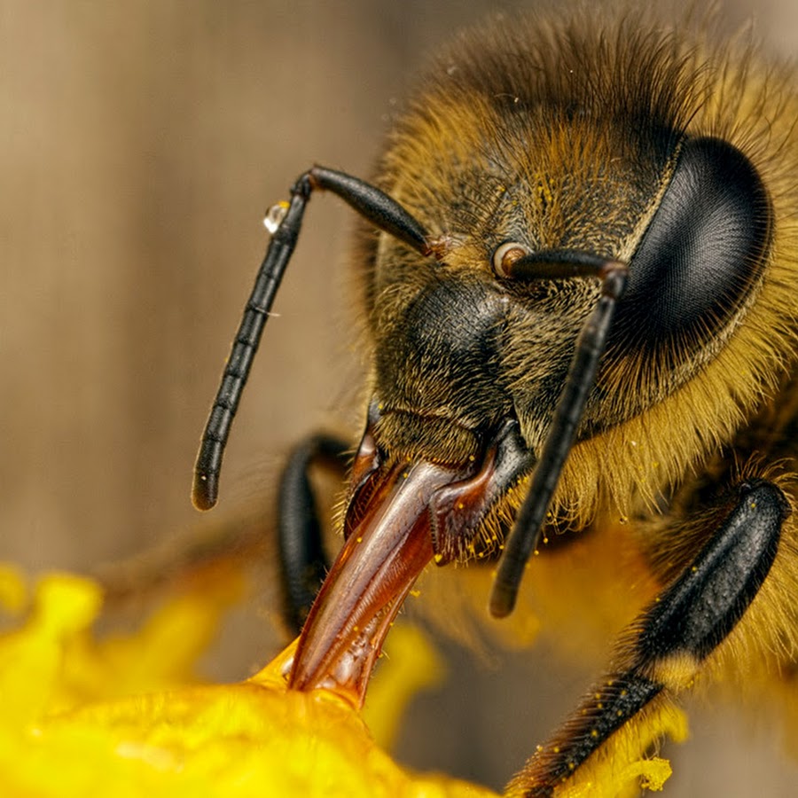 DIGGER BEES - YouTube